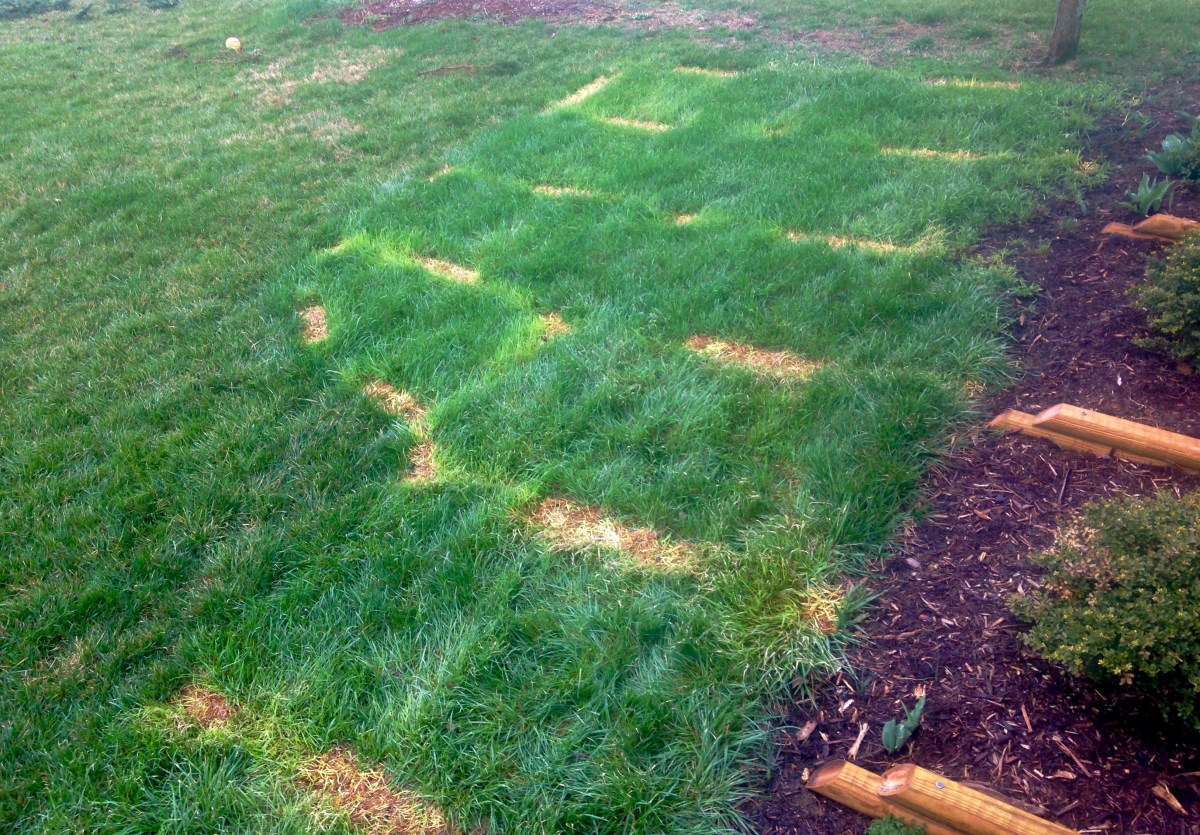 Killing grass: we're pivoting – Andrea's Gardening Blog